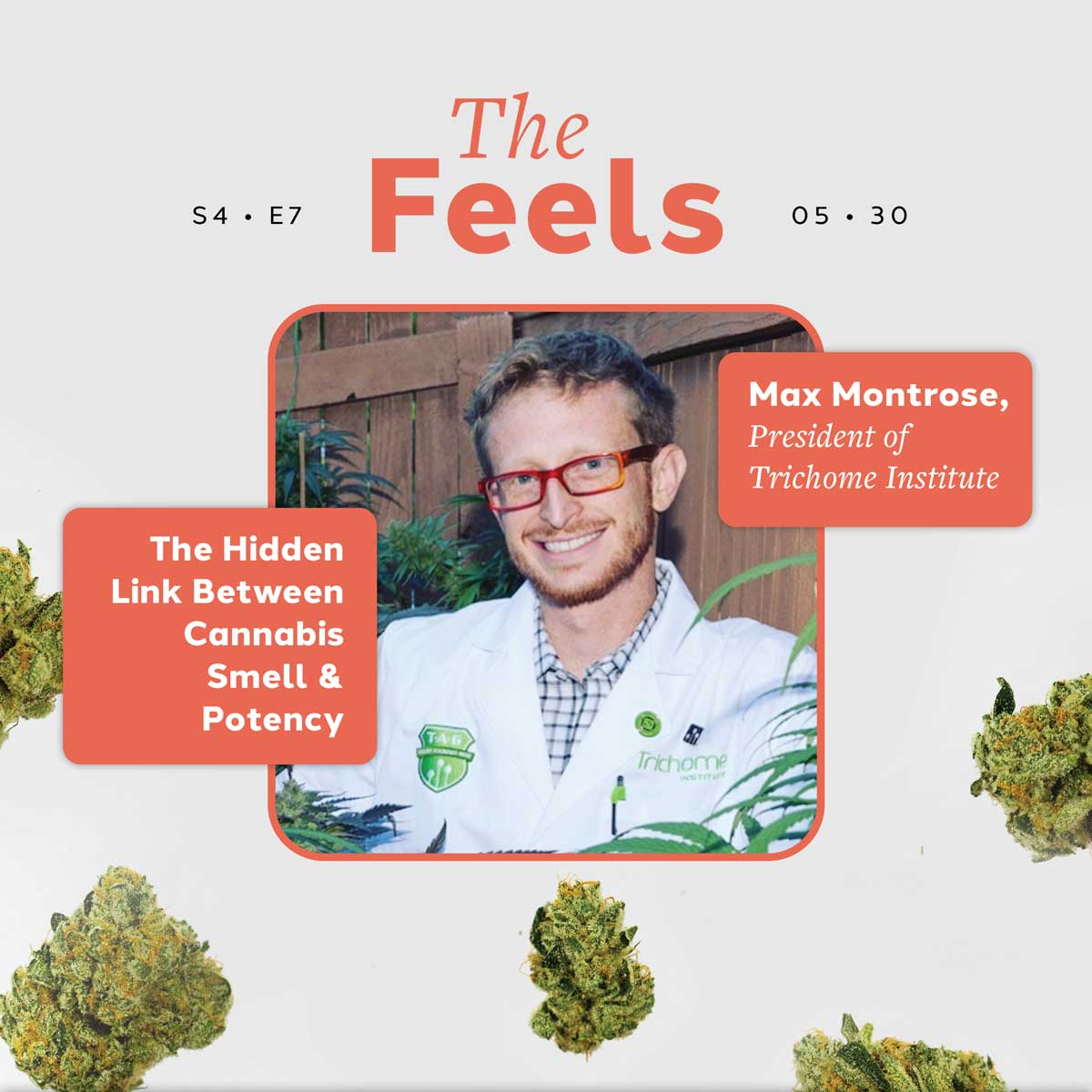 The Hidden Link Between Cannabis Smell & Potency With Max Montrose ...