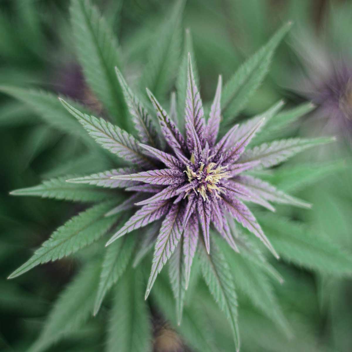 The Truth About Purple Cannabis: It's Not About The Color • Feel State ...